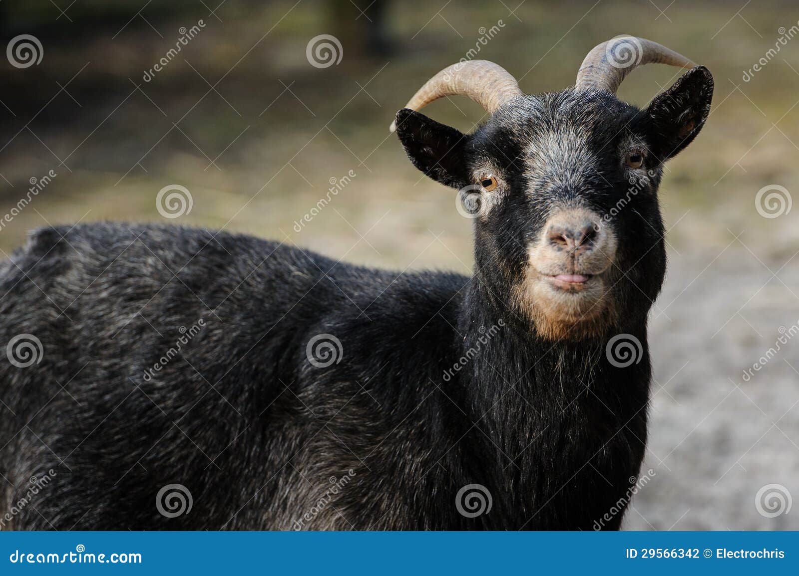 Goat Tongue Sticking Out