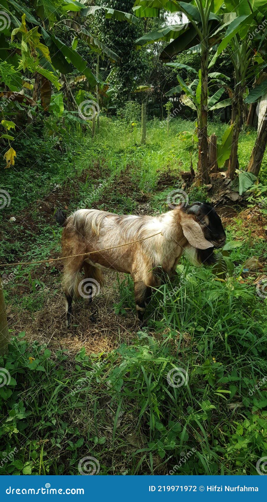 Goat still waiting stock photo. Image of tree, woodland - 219971972