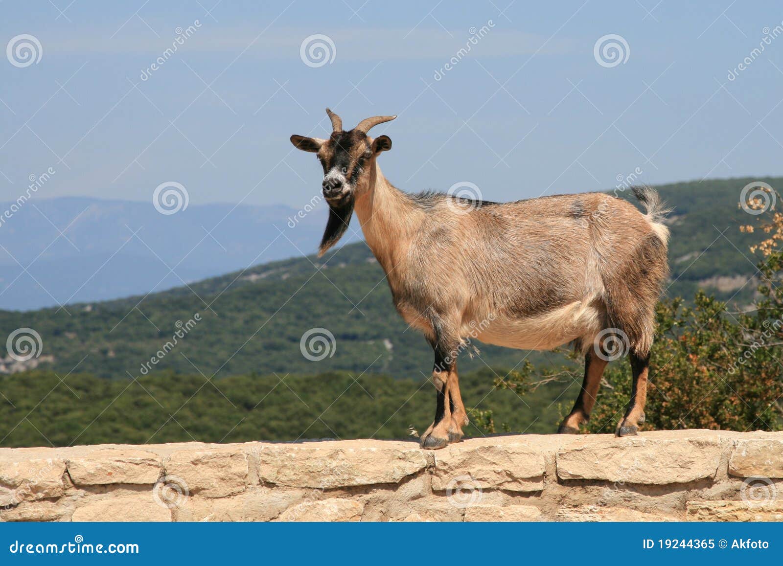 Goat on Stone Wall with Scenic Outlook Stock Image - Image of gorges ...