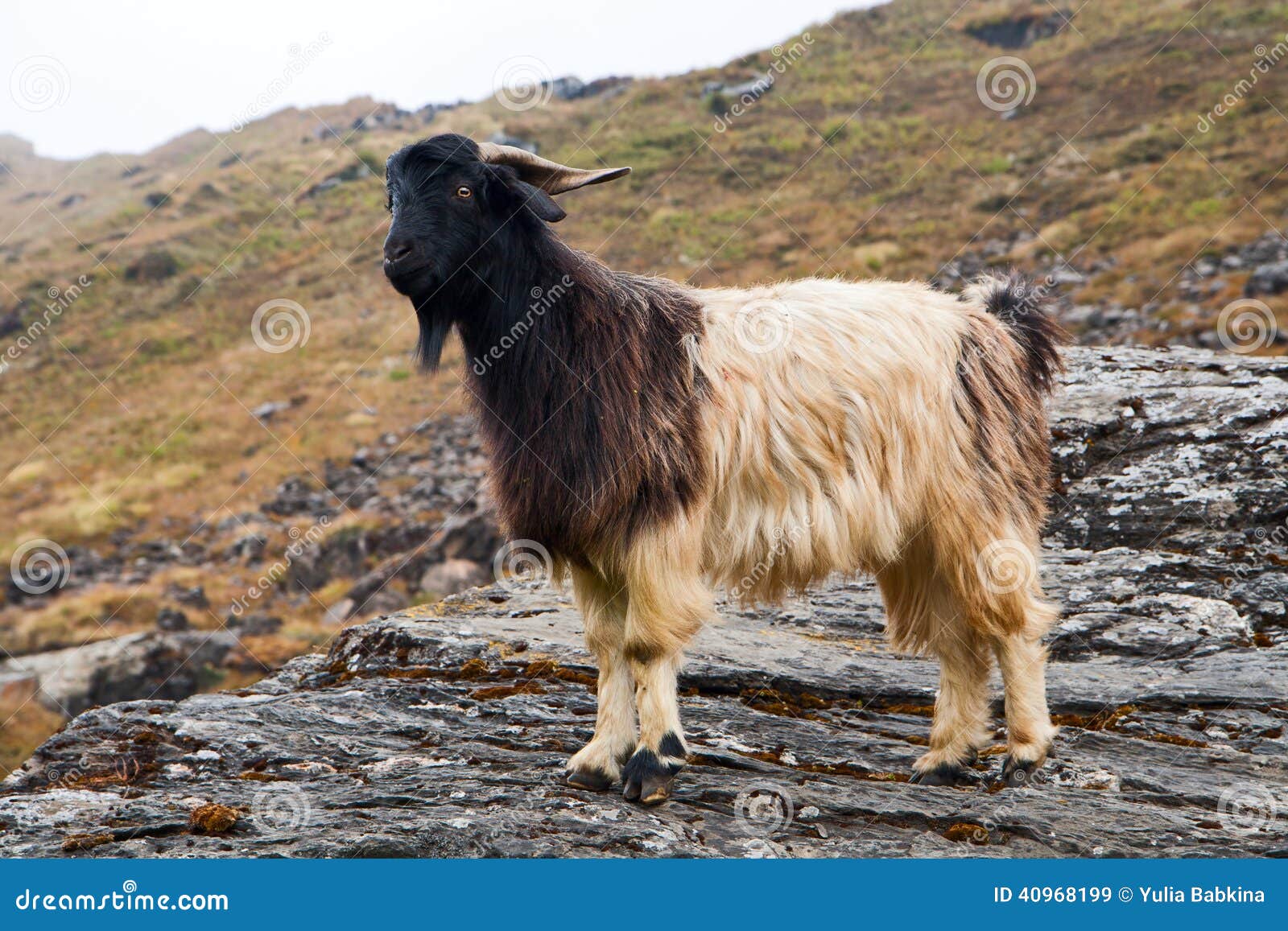 Goat on a stone stock image. Image of rural, husbandry - 40968199