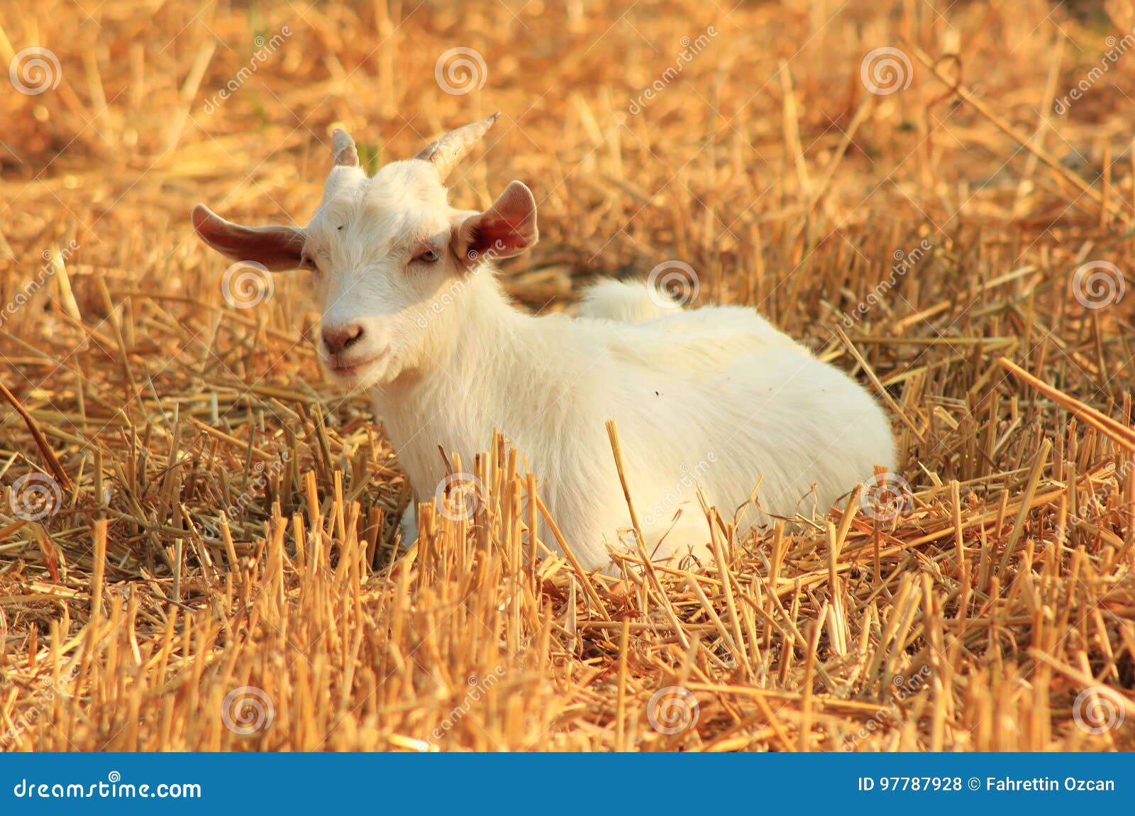 Goat on straw stock photo. Image of looking, domestic - 97787928