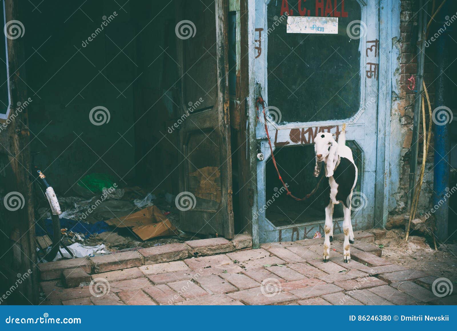 Goat on the Streets of Delhi Stock Photo - Image of india, beautiful ...