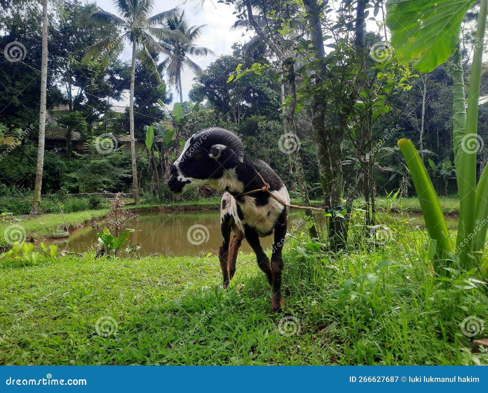 Strong Goat Royalty-Free Stock Photo | CartoonDealer.com #102656379