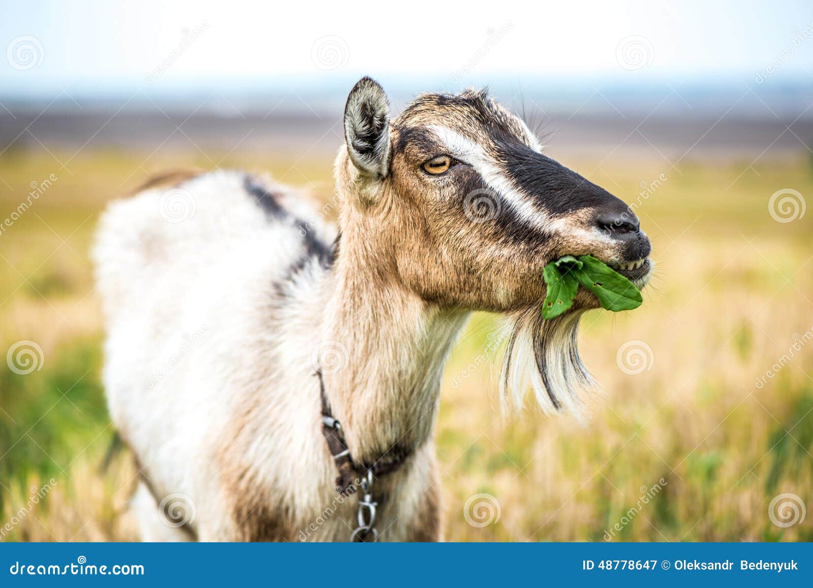 Goat on a summer pasture stock image. Image of environment - 48778647