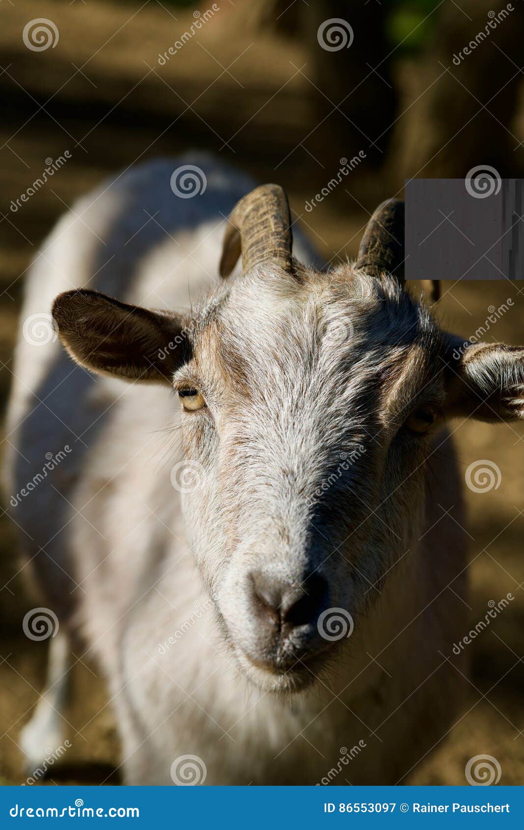 Goat in the sun stock image. Image of goat, domestic - 86553097