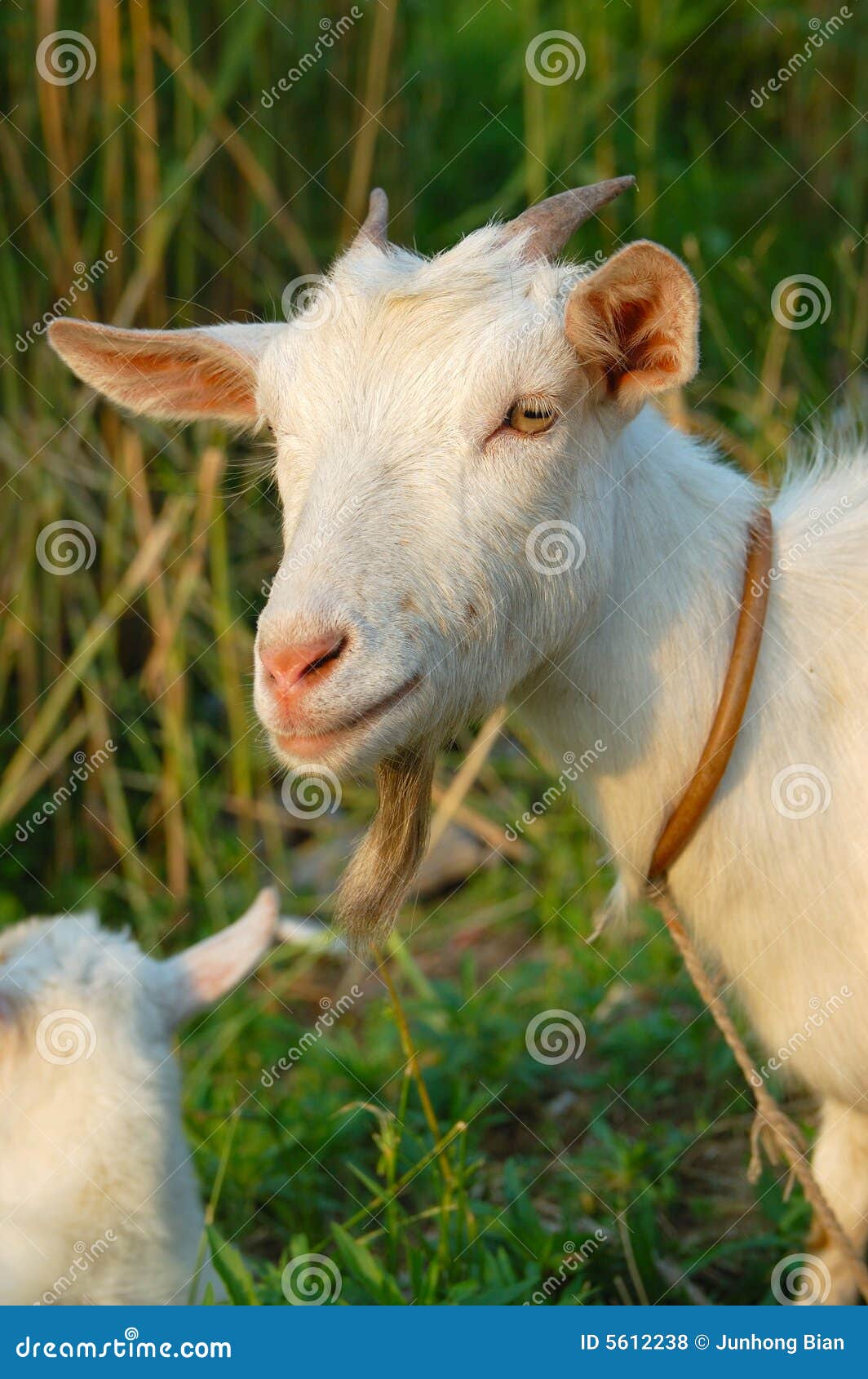Goat in sunset stock photo. Image of jiangsu, white, sheep - 5612238