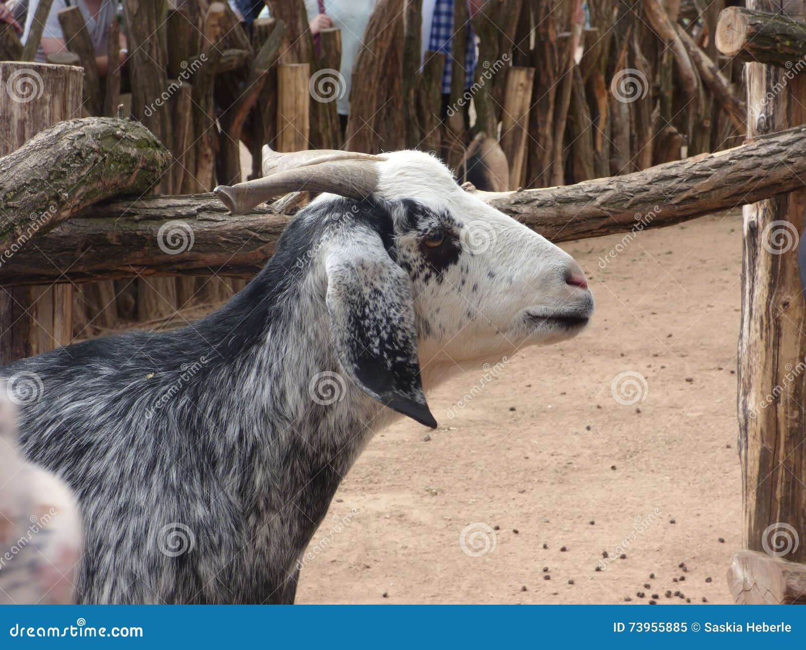 Goat stock image. Image of park, sand, mammal, outdoor - 73955885