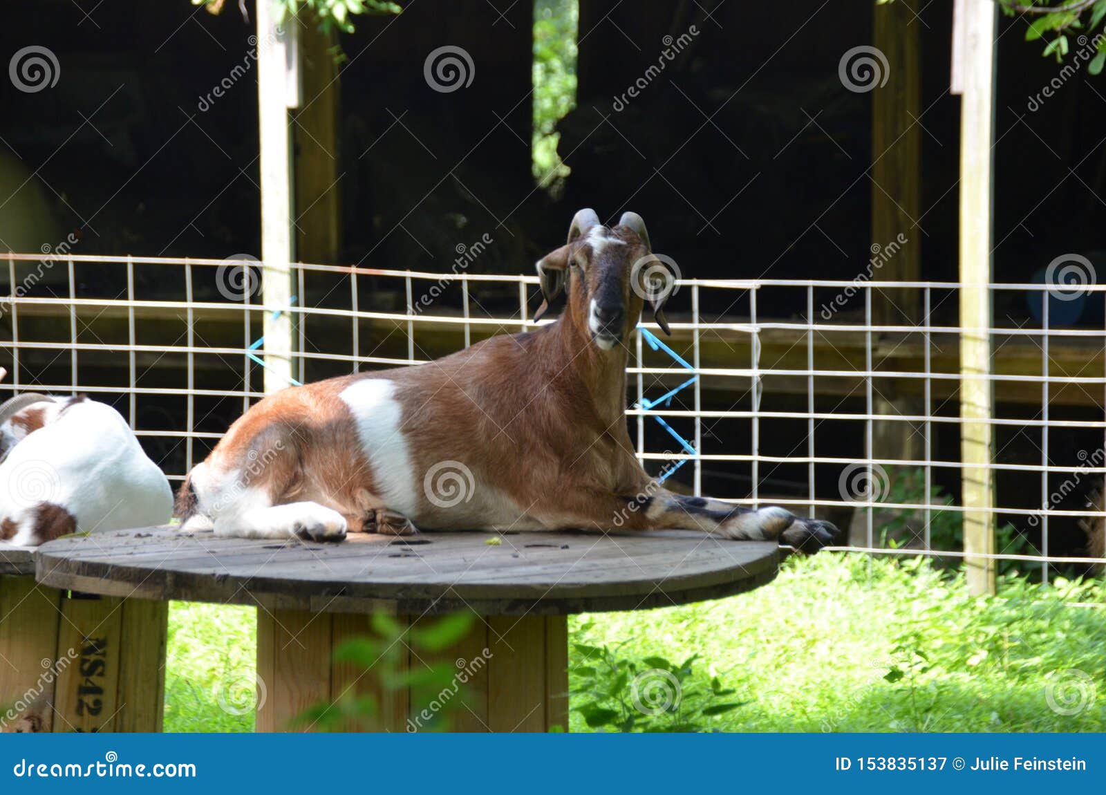 Goat on Table stock image. Image of barn, goat, horns - 153835137