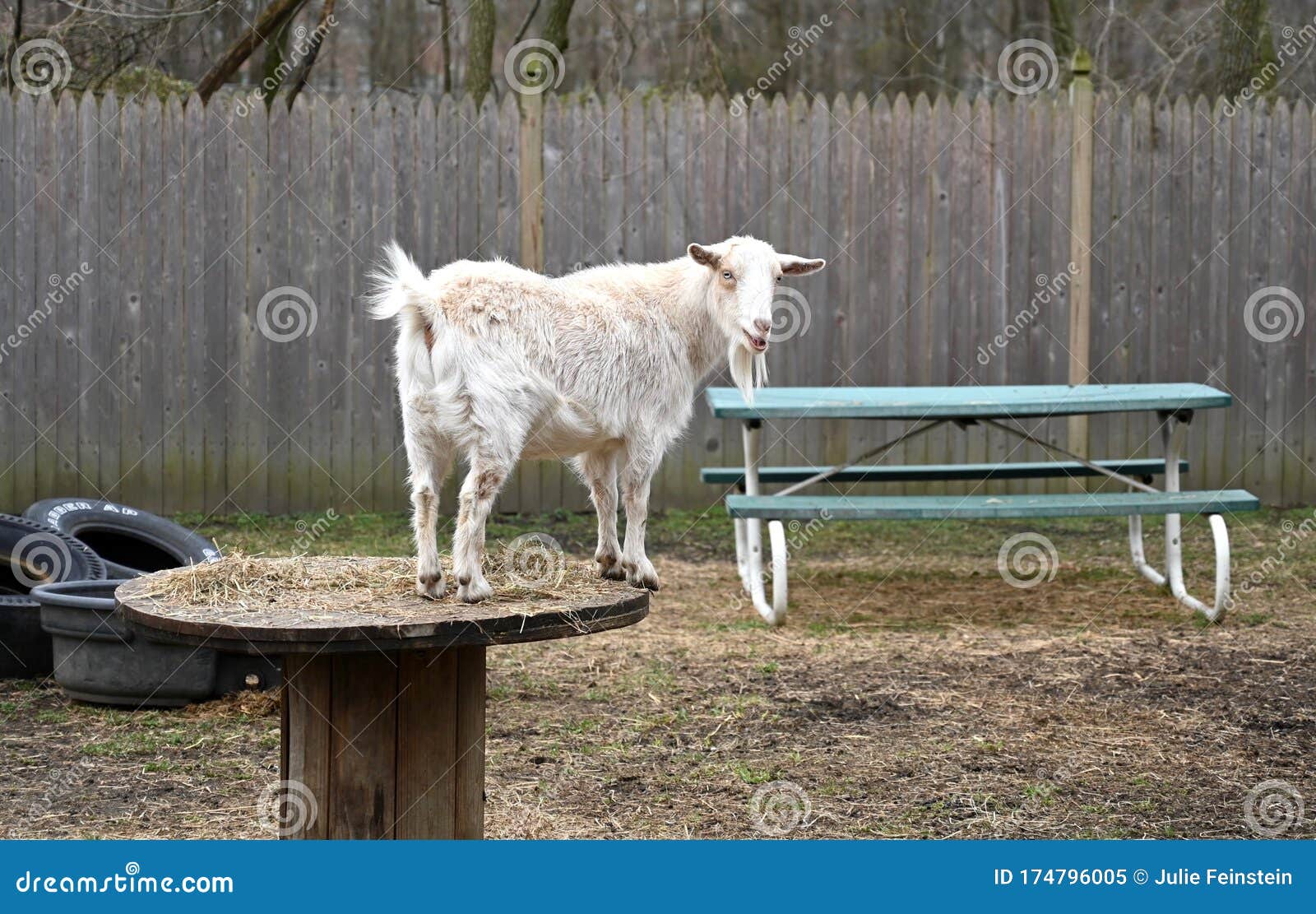 Goat on Table stock image. Image of barn, goat, climbing - 174796005