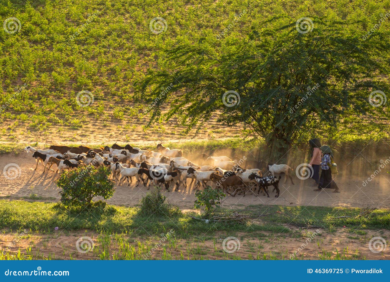 Goat team editorial image. Image of goats, spring, countryside - 46369725