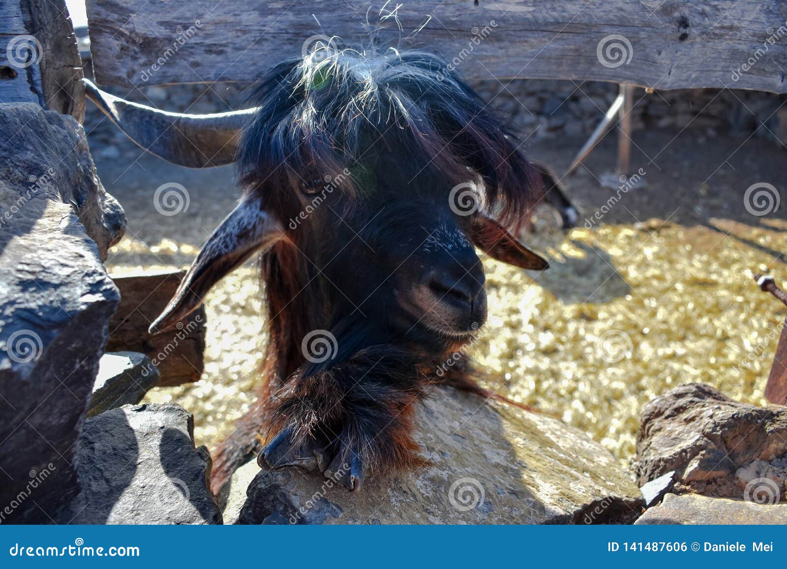 GOAT stock photo. Image of goat, sweet, look, amusing - 141487606