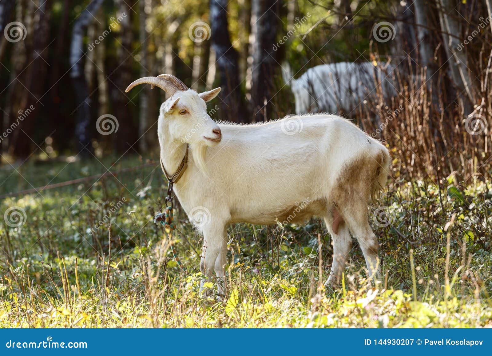 The Goat Tethered Grazing in the Forest Stock Image - Image of pasture ...