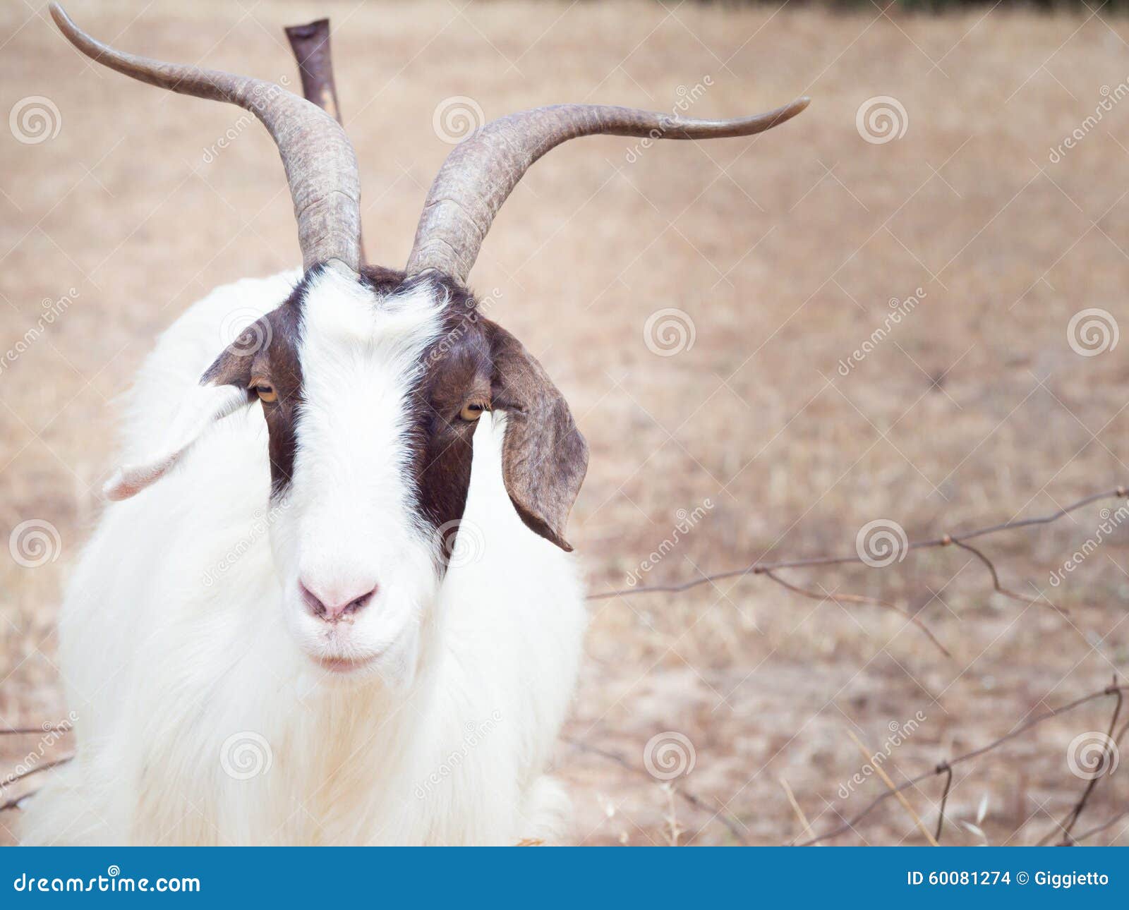 Goat Thoughtful in Campaign Stock Photo - Image of pastoral, front ...