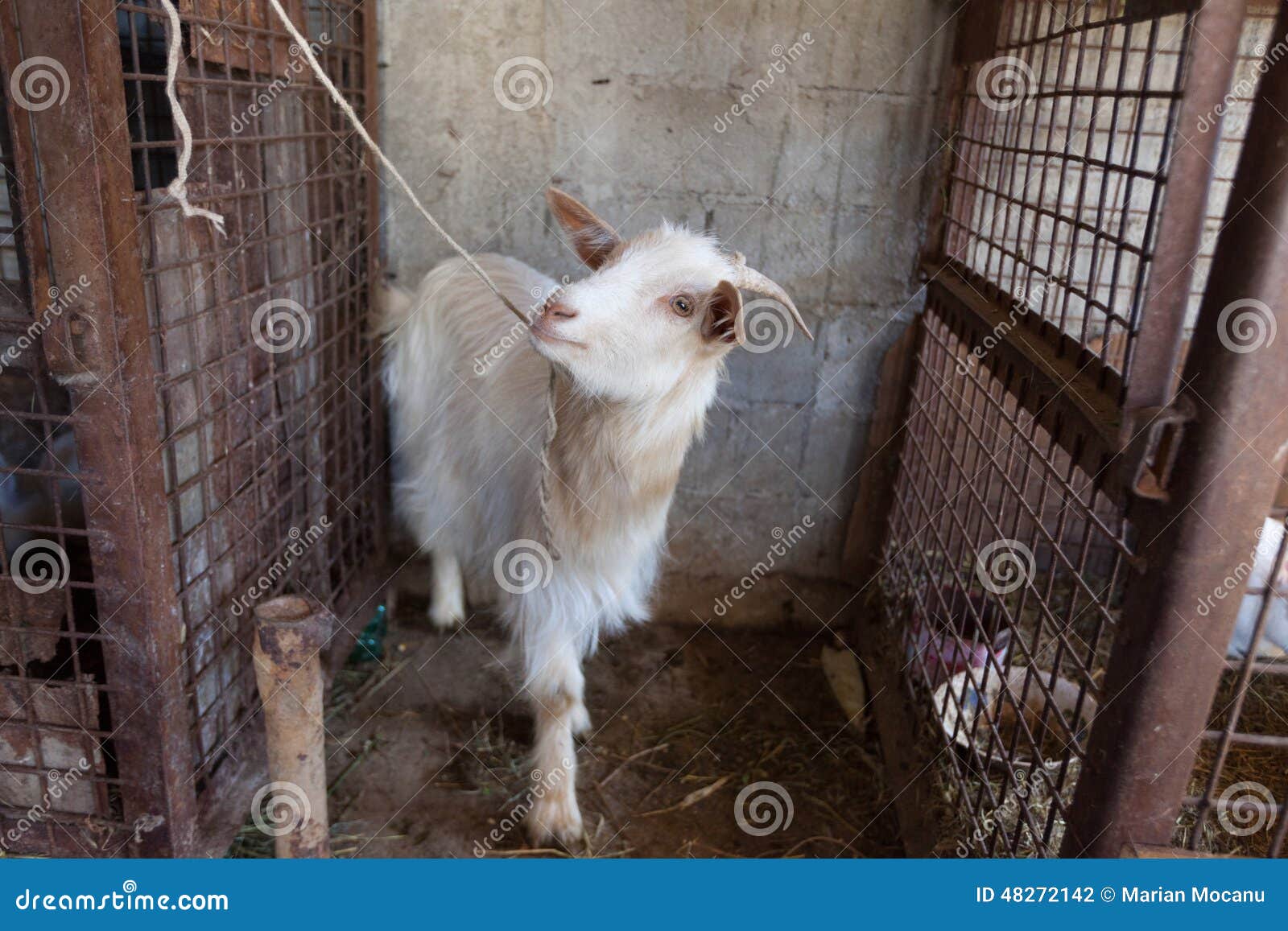 Goat tied stock photo. Image of cage, horn, barn, tied - 48272142