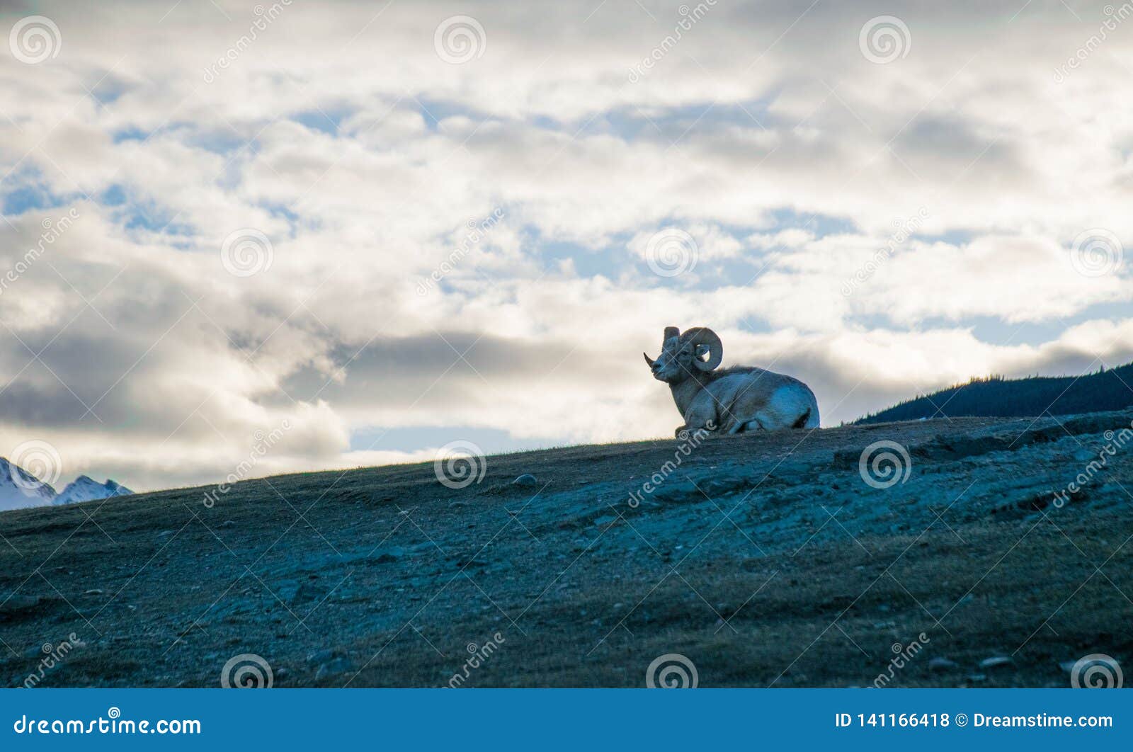 Goat on Top of the Mountain Stock Photo - Image of america, goat: 141166418