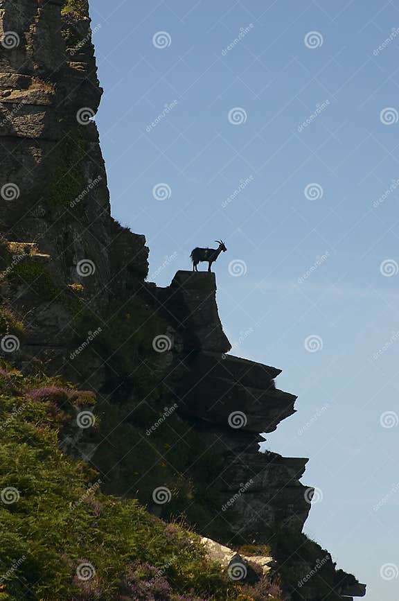 Goat on top of rock stock image. Image of exmoor, national - 771873