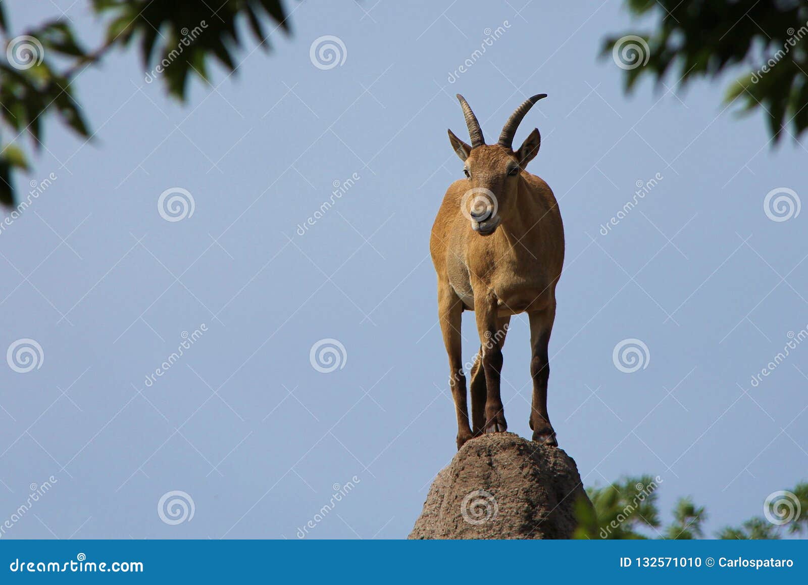 Goat on top of rock stock photo. Image of stone, rock - 132571010