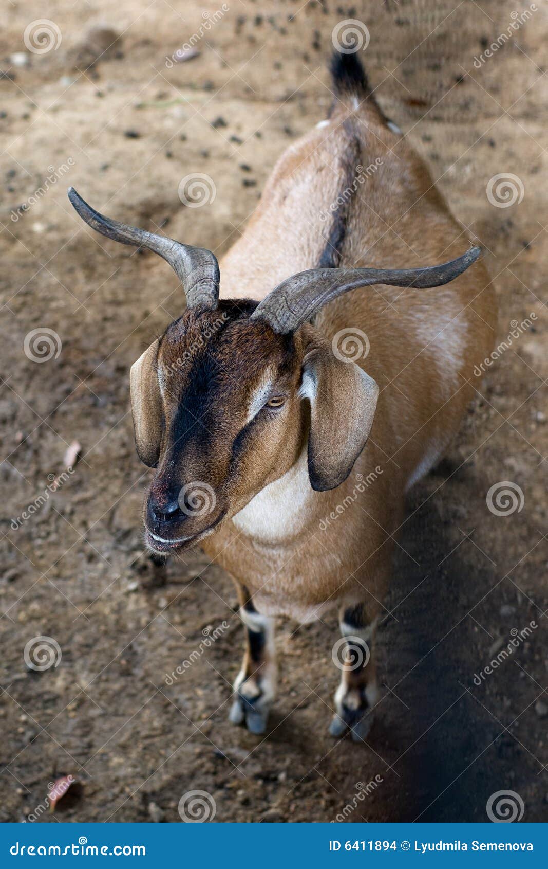 Goat - top view shot stock photo. Image of animals, gravel - 6411894