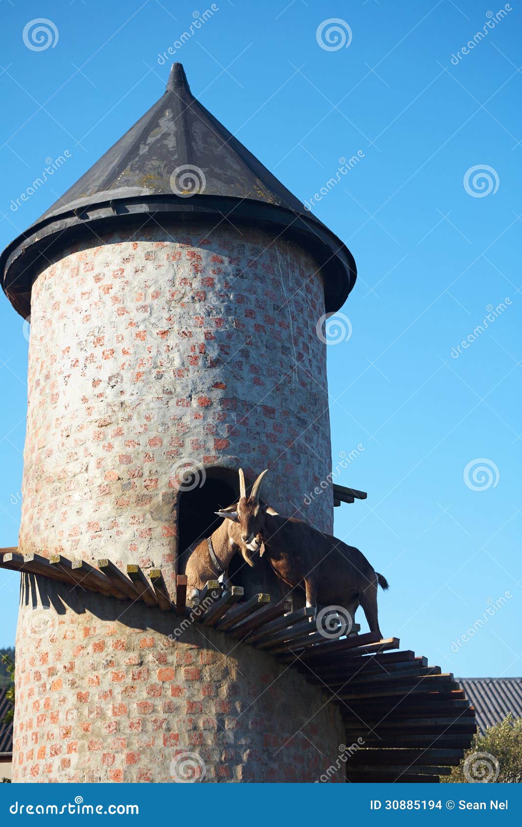 Goat on a tower stock photo. Image of nature, africa - 30885194