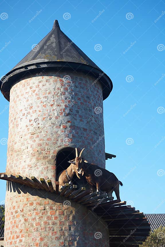 Goat on a tower stock photo. Image of nature, africa - 30885194