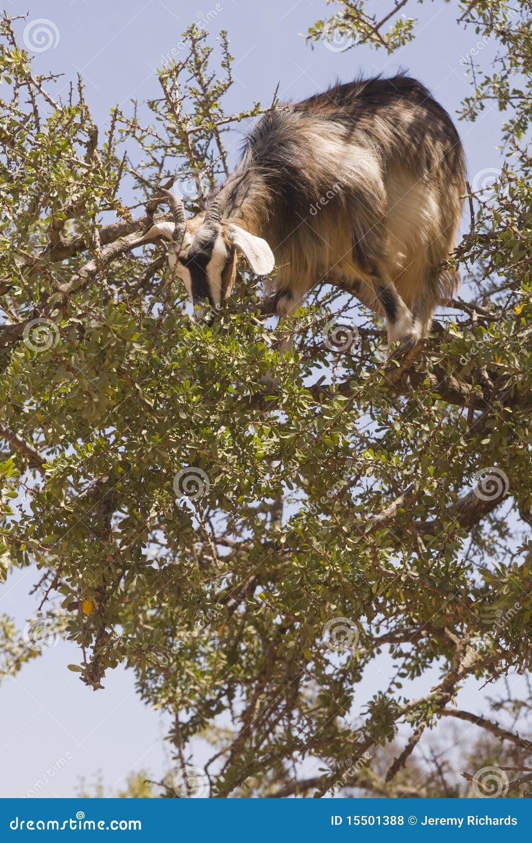 Goat in a Tree stock photo. Image of climbing, climb - 15501388