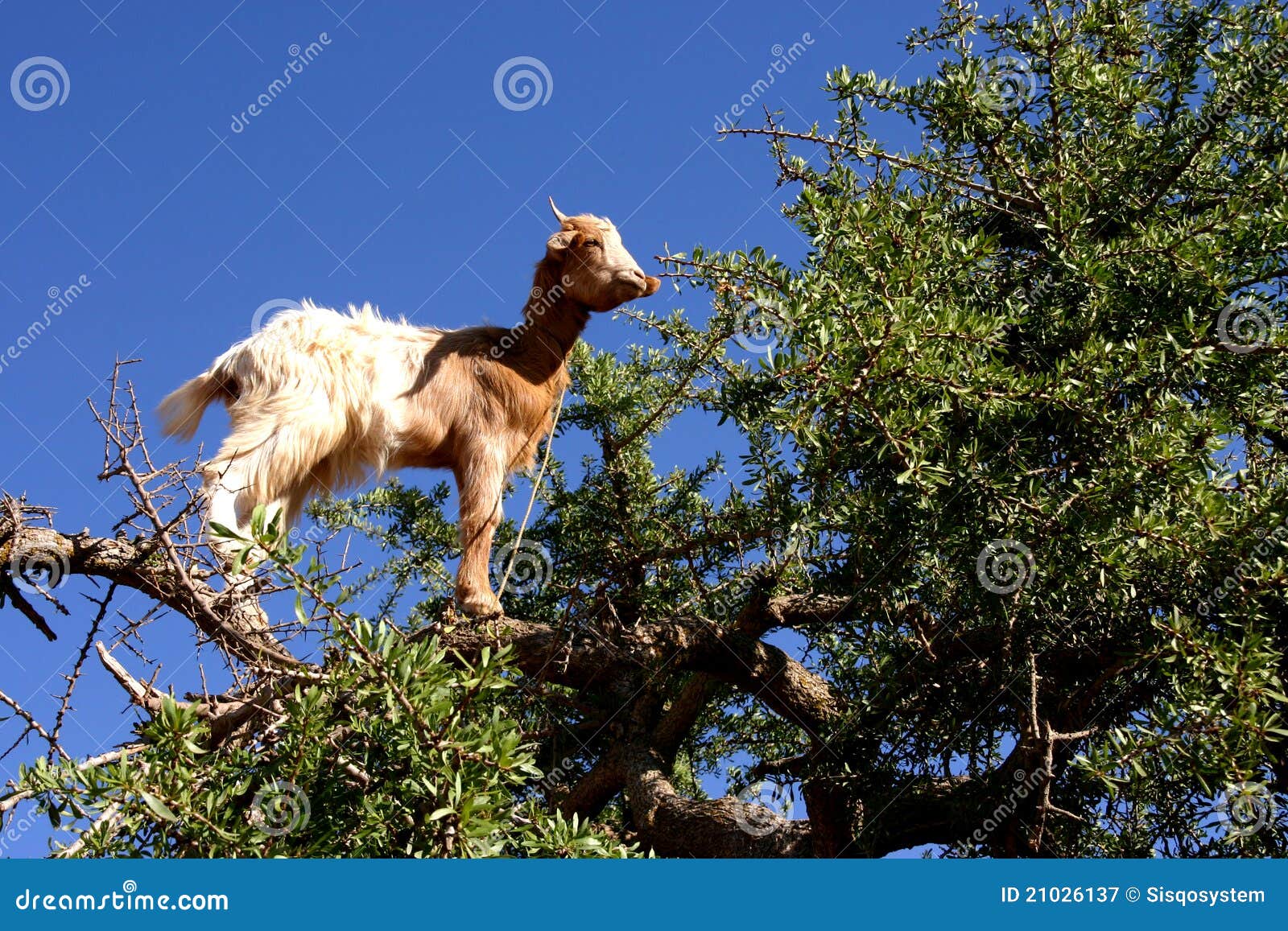 Goat in tree stock image. Image of atlas, desert, outdoor - 21026137