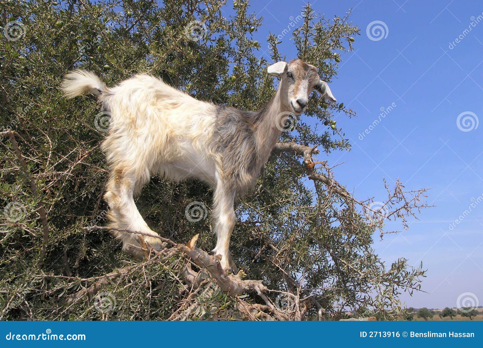 Goat on tree stock photo. Image of africa, argan, goat - 2713916