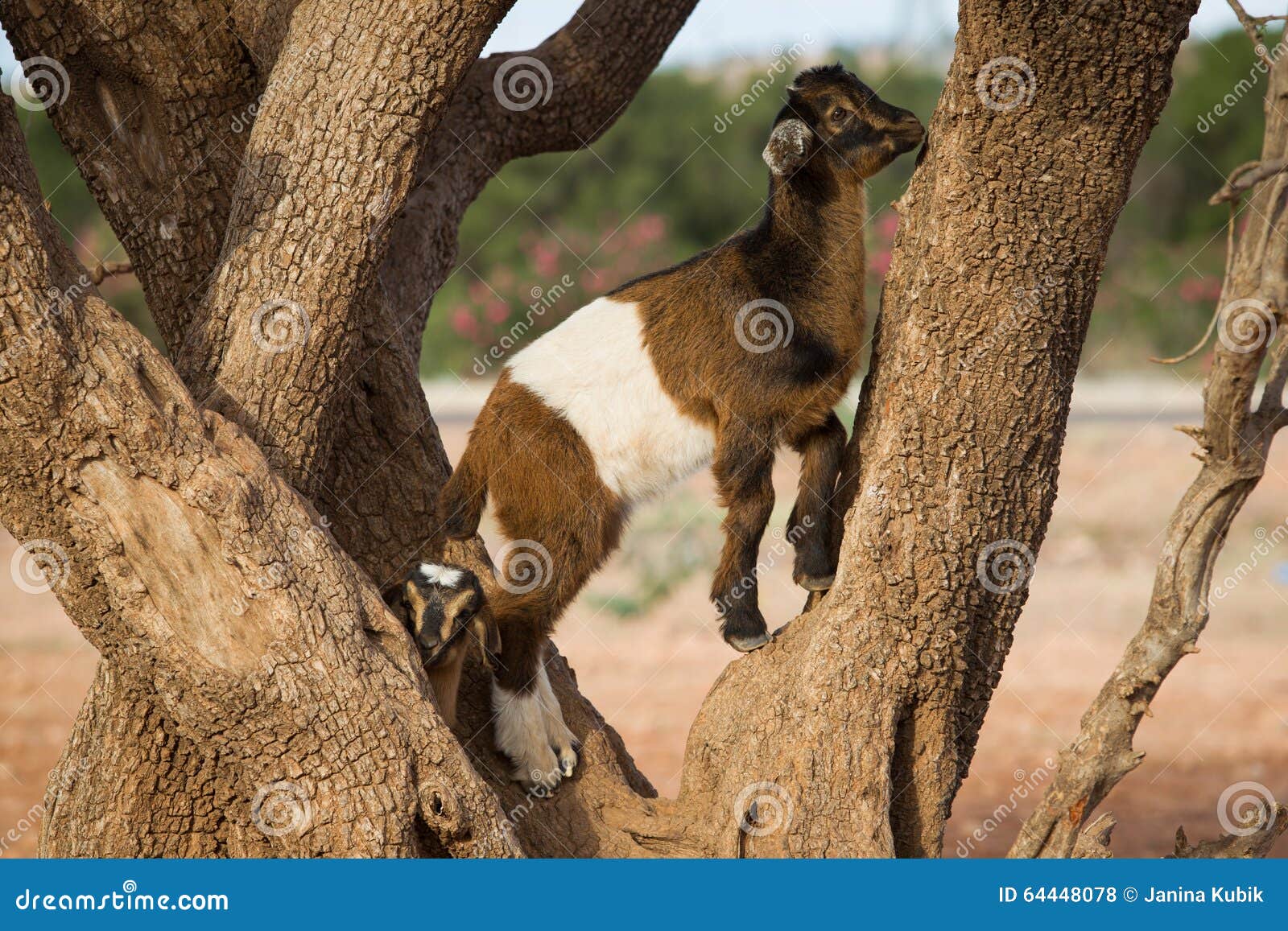 Goat On The Tree Stock Photography | CartoonDealer.com #64448078
