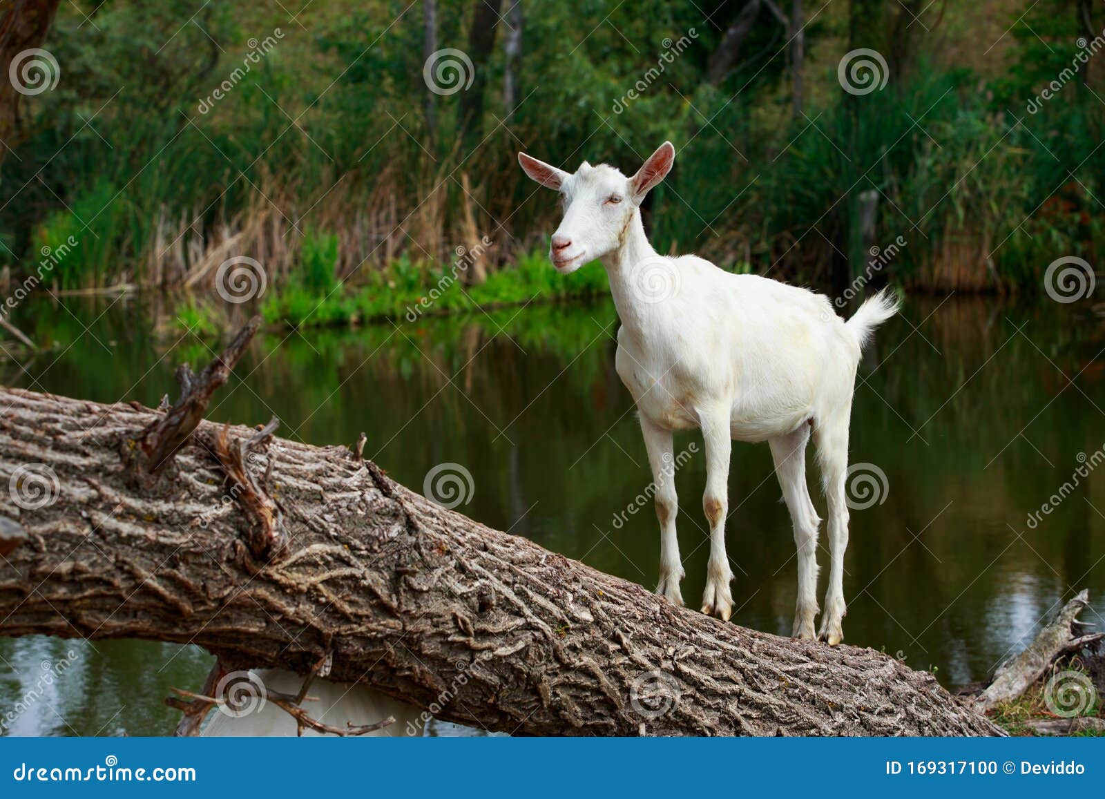 Goat on a tree stock photo. Image of grass, water, green - 169317100