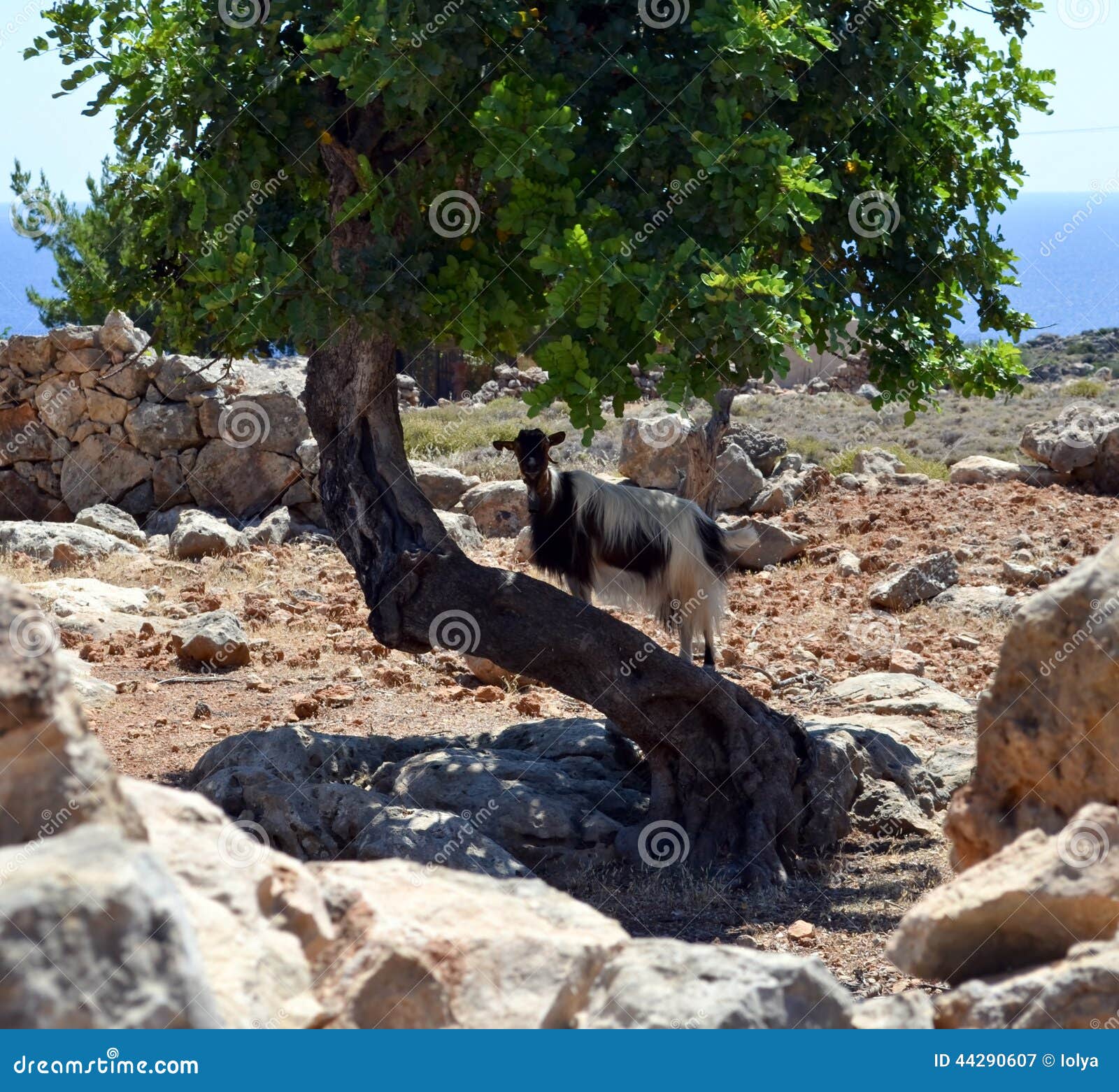 Goat On The Tree Royalty-Free Stock Photography | CartoonDealer.com ...