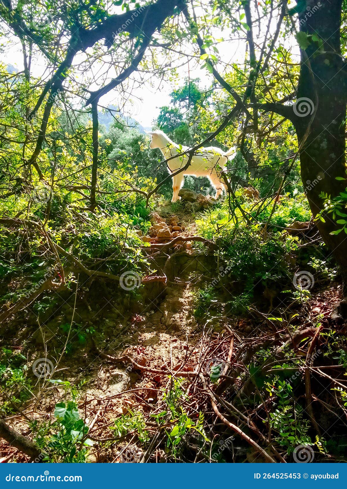 Goat between trees stock image. Image of provincial - 264525453