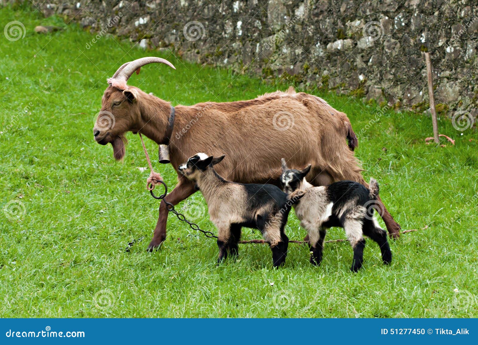 Goat Brothers Royalty-Free Stock Image | CartoonDealer.com #107568550