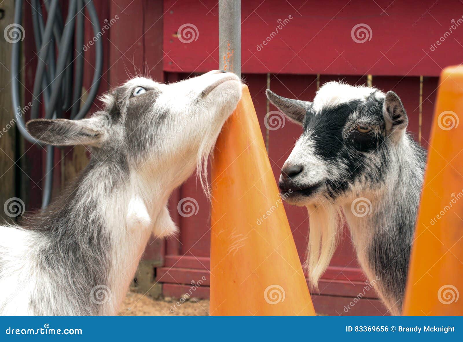 Goat stock photo. Image of agriculture, background, brown - 83369656