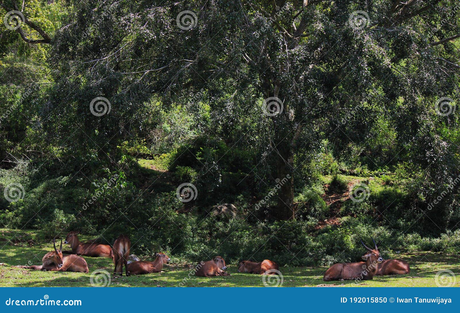 Goat Under a Tree stock photo. Image of tree, animal - 192015850