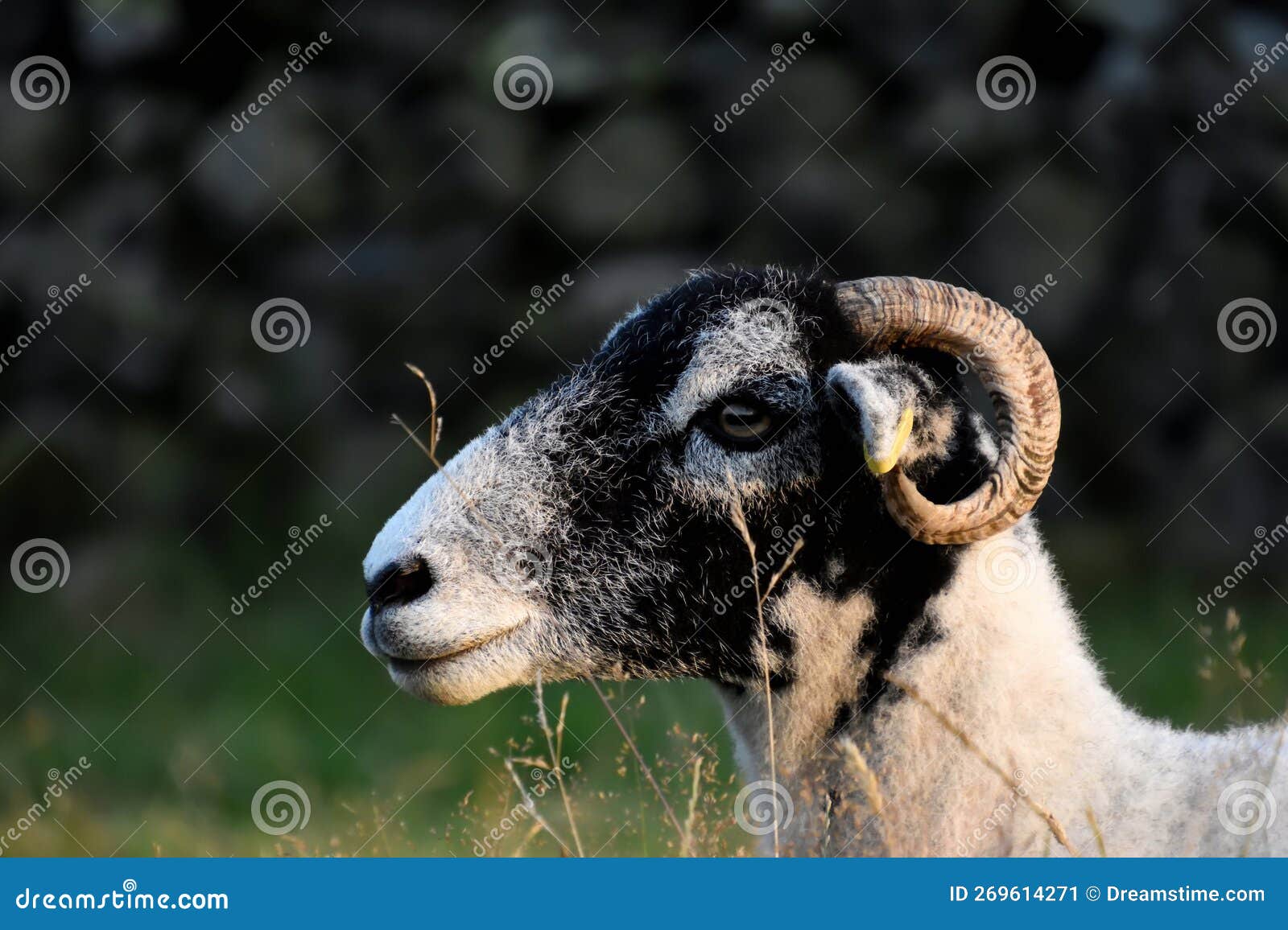 Goat under wall stock image. Image of horn, goat, mane - 269614271