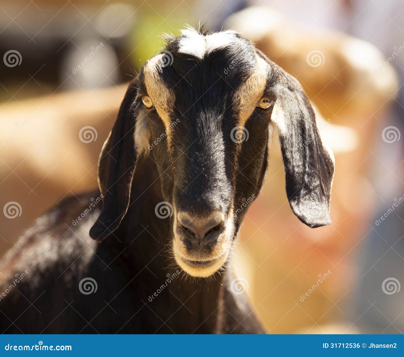 Goat stock photo. Image of vertebrate, horns, goat, brown - 31712536