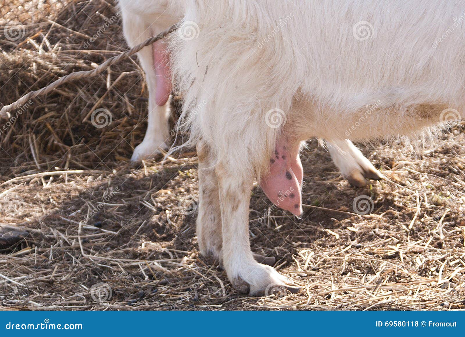 Goat utter stock photo. Image of pair, nice, farm, rural - 69580118