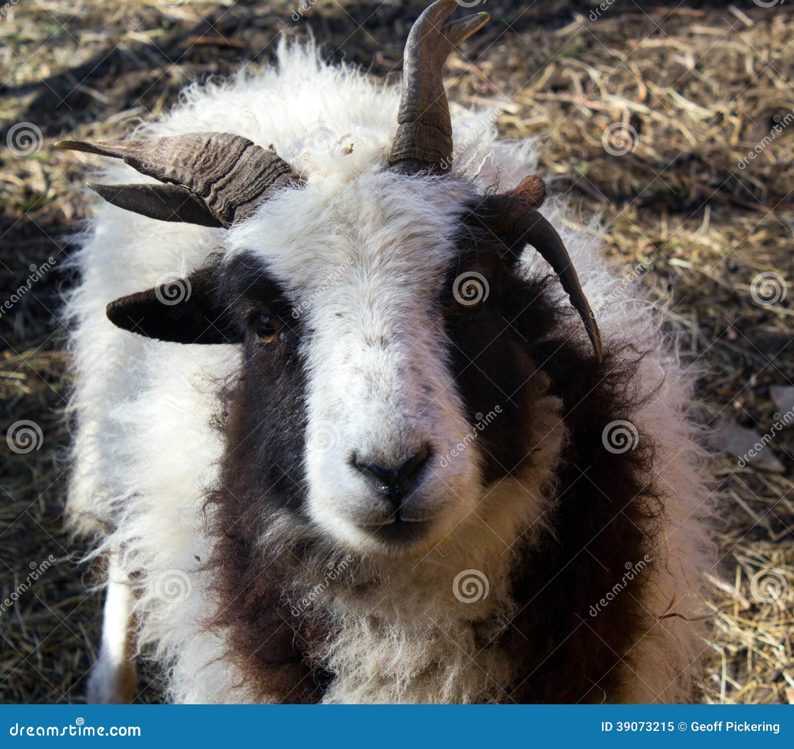 Goat stock image. Image of beast, goat, animal, grass - 39073215