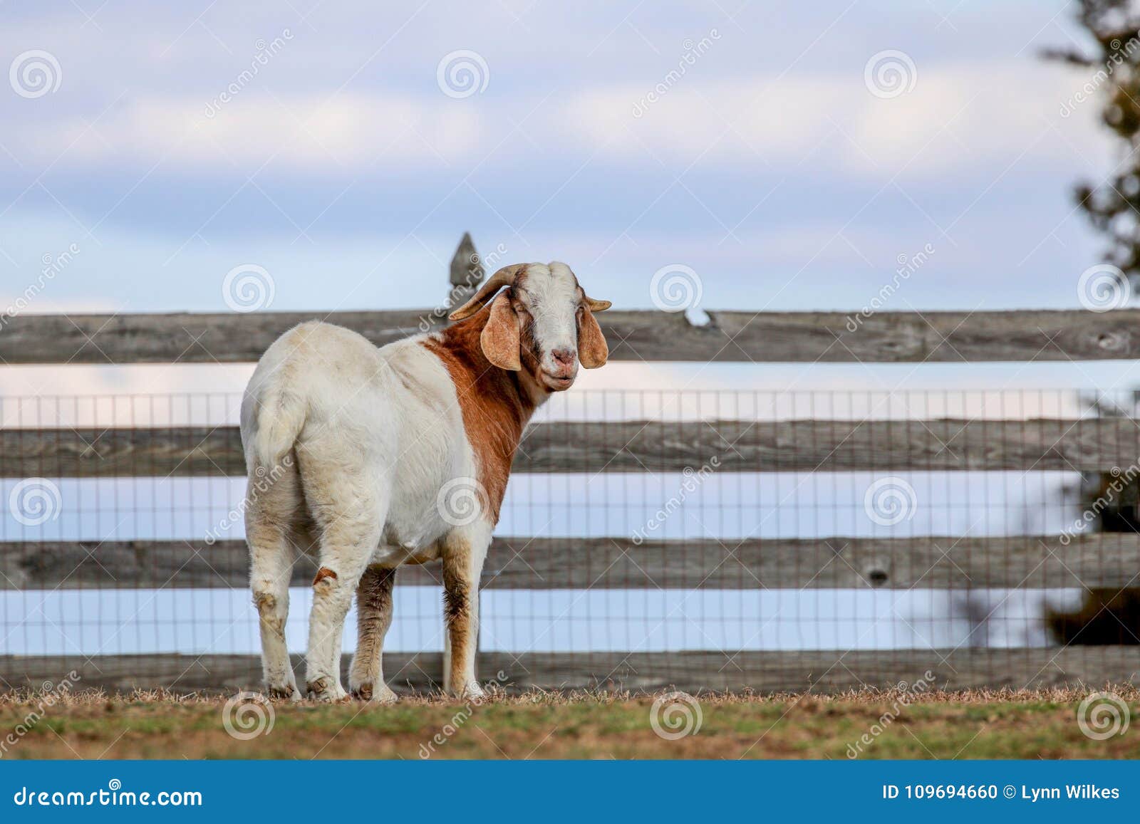 Goat with a view stock photo. Image of hill, pasture - 109694660