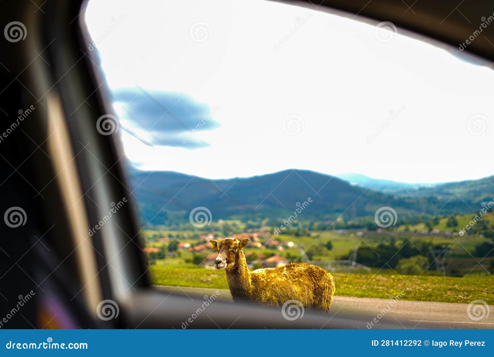 Goat viewed from the car stock photo. Image of windows - 281412292