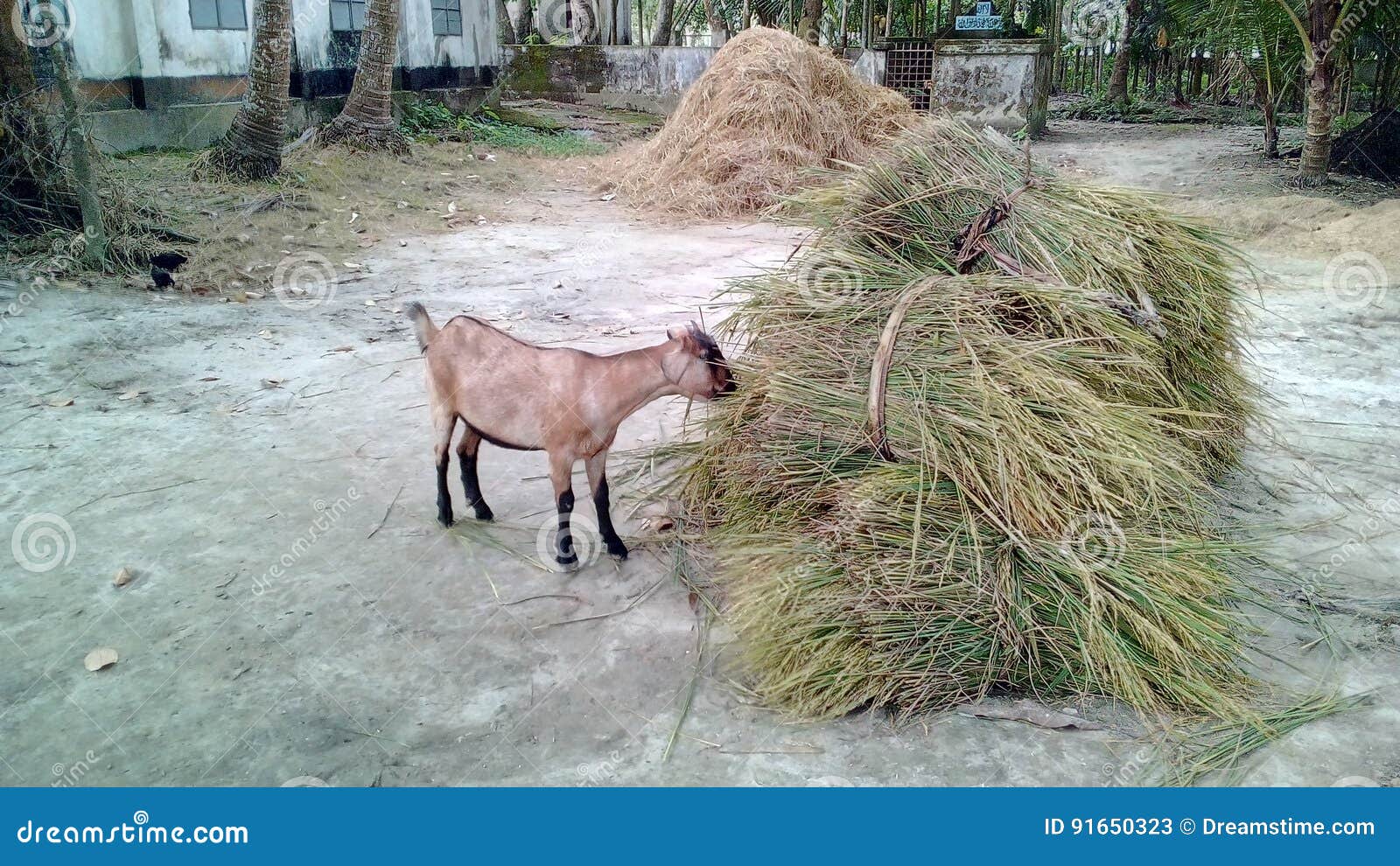 A goat stock image. Image of nature, animal, fresh, click - 91650323