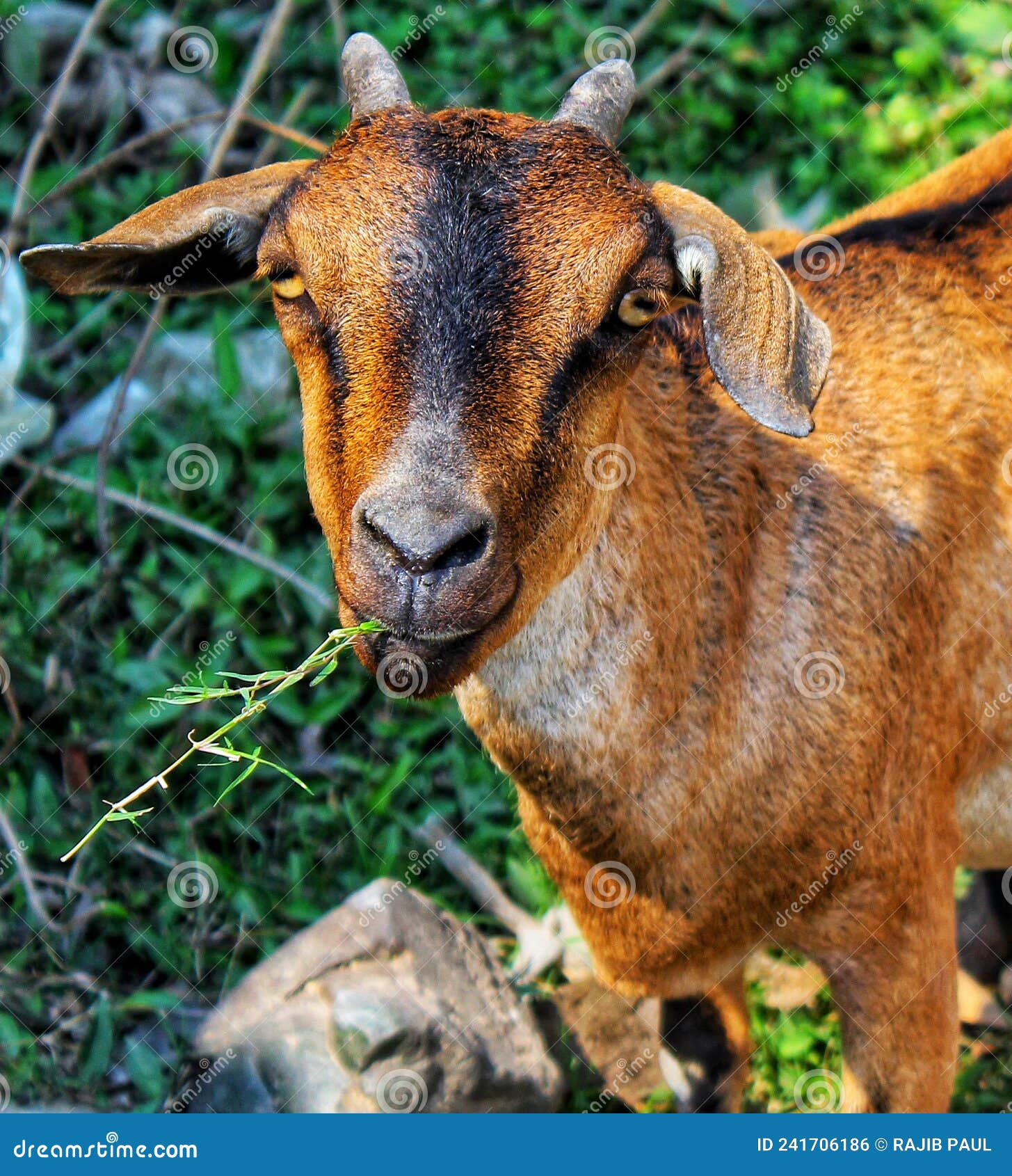 Goat Village Beautiful Natural View Stock Photo - Image of grass, goats ...
