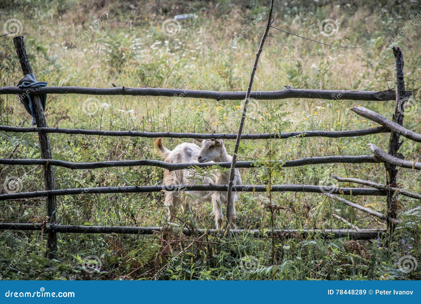 Goat stock image. Image of bulgaria, waiting, goat, villages - 78448289