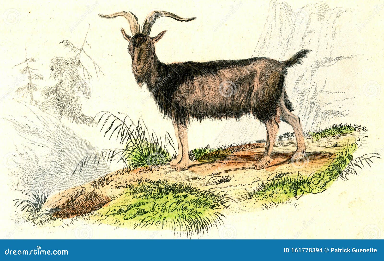 Goat Engraved, Hand Drawn Vector Illustration In Woodcut Scratchboard ...