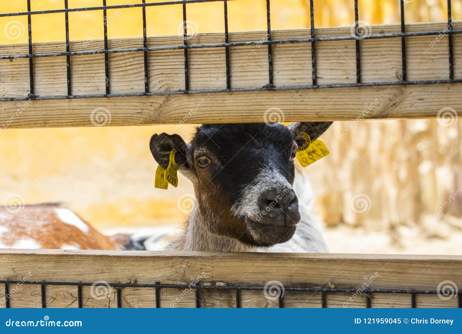 Goat Waiting to be Fed editorial image. Image of looking - 121959045