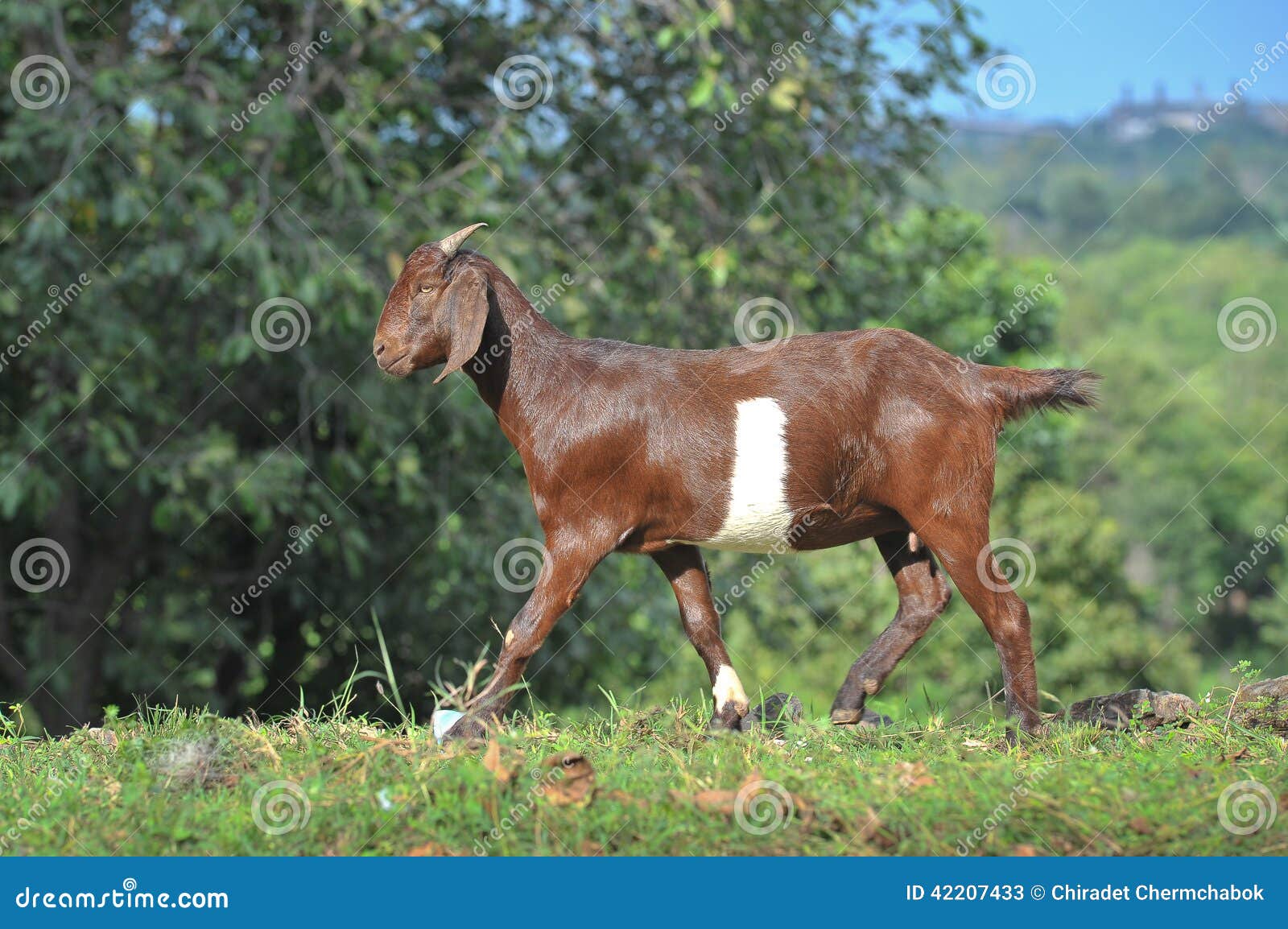 The goat walk on grass stock image. Image of walk, green - 42207433