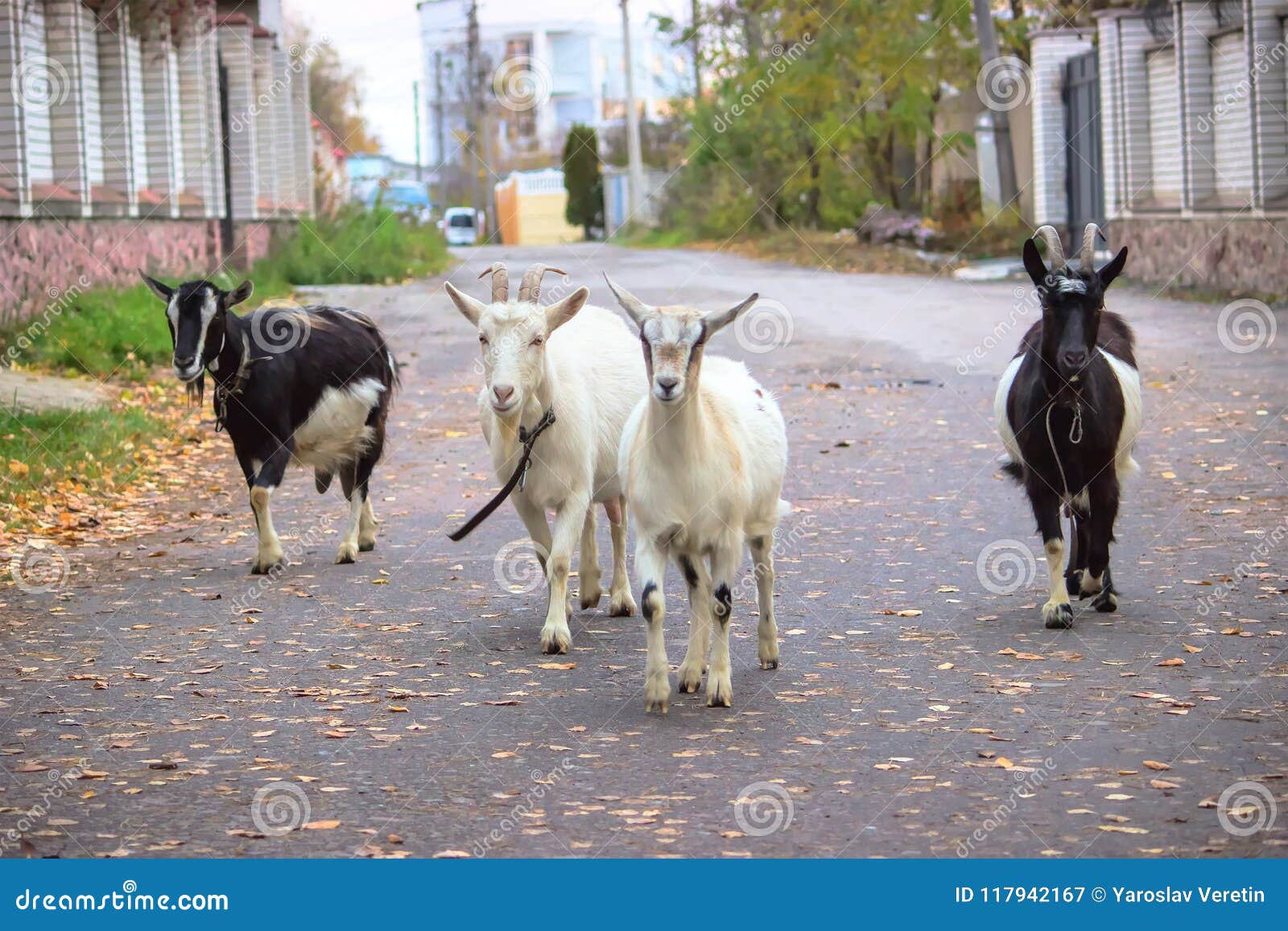Goat are Walking Across the Street Stock Image - Image of goats, road ...