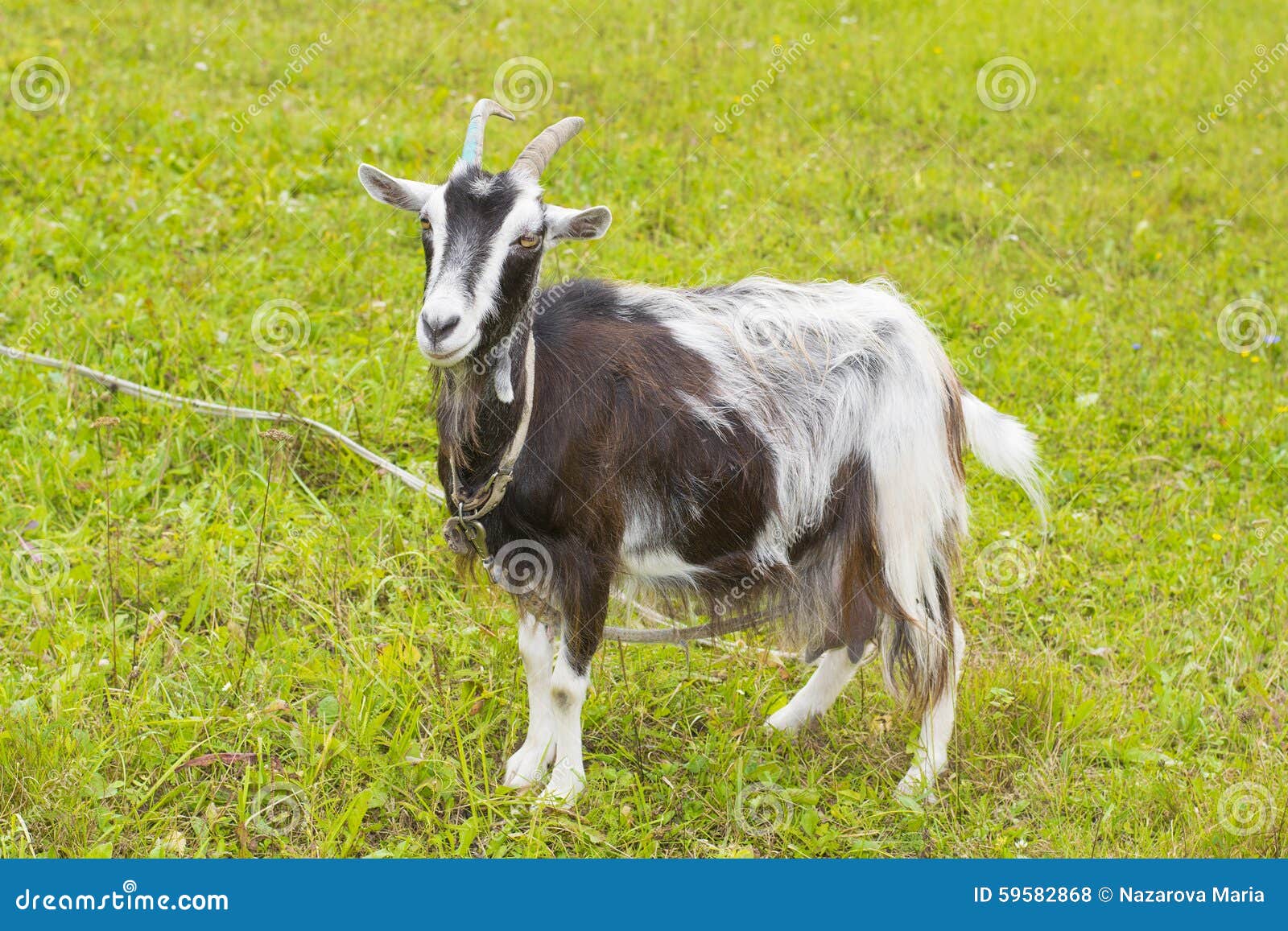 Goat is walking stock photo. Image of goat, scene, hair - 59582868