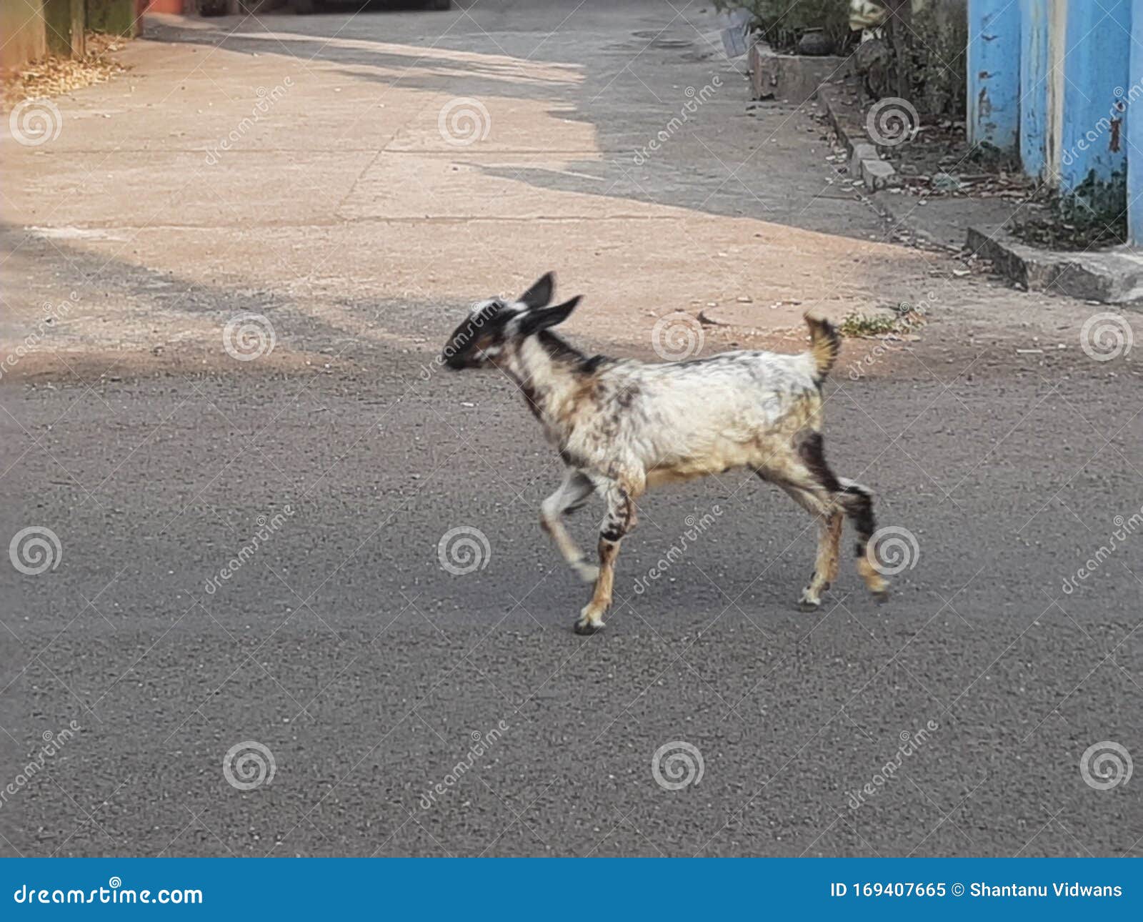 A Goat Walking on the Road. Stock Image - Image of goat, walking: 169407665