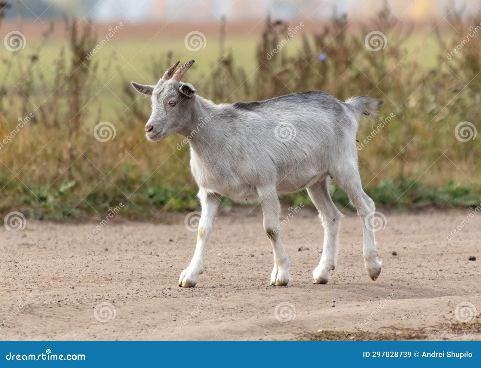 A Goat Walks Along a Dirt Road To a Pasture Stock Image - Image of herd ...
